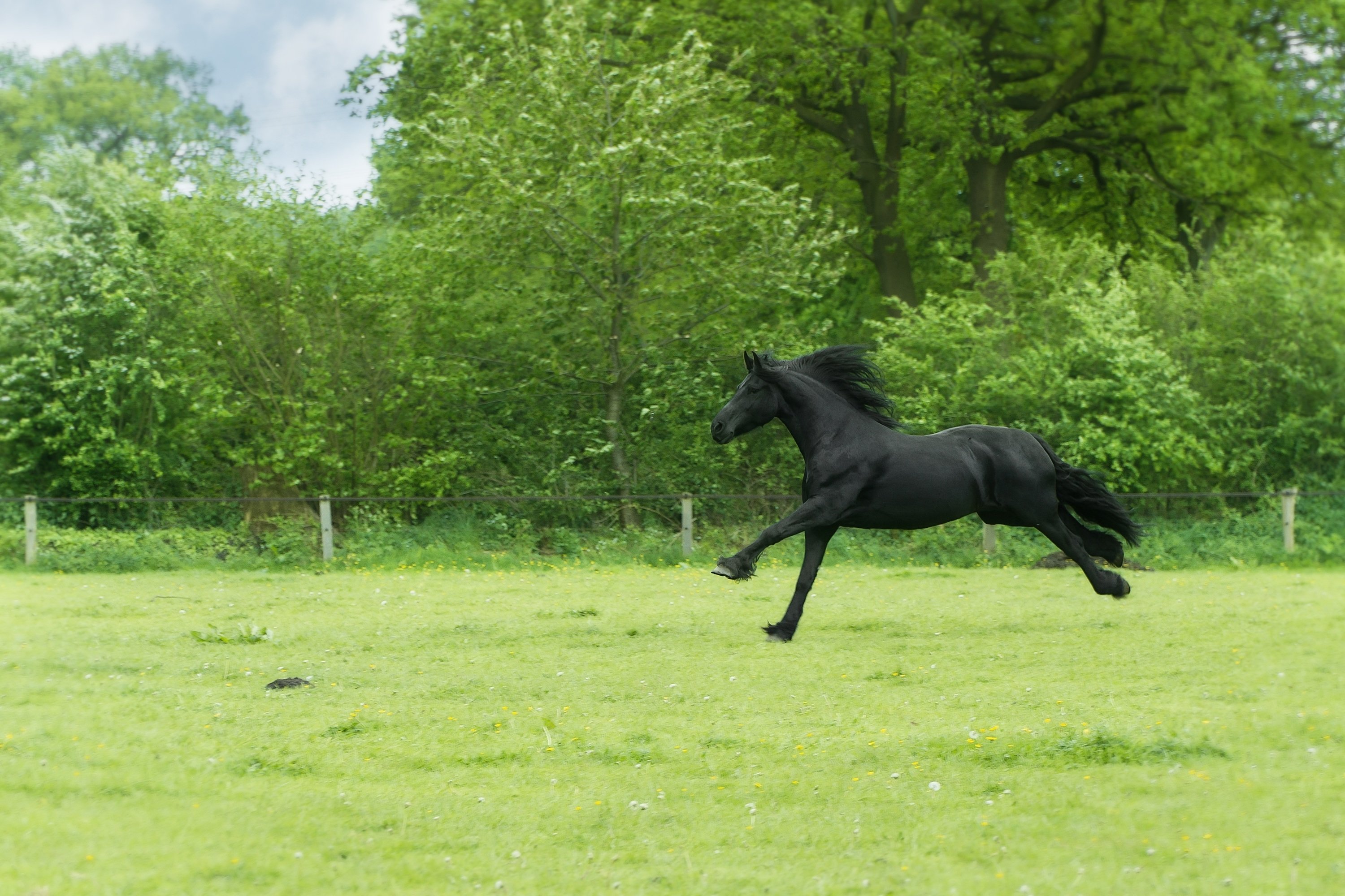Gesammeltes Wissen zum Wohle des Pferdes - Horse Support